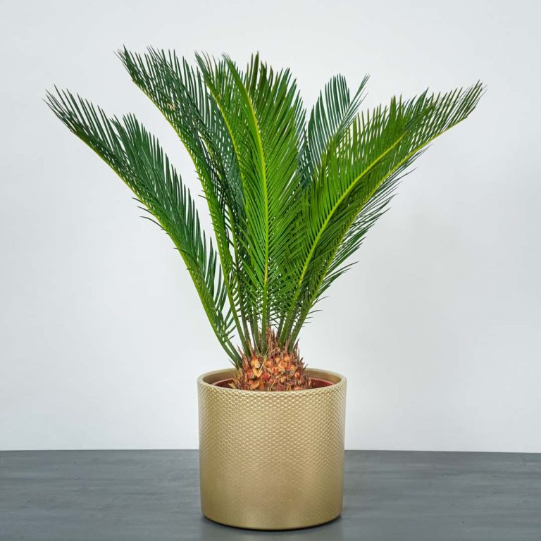 Održavanje biljaka: Cikas palma –Sago palma održavanje - Evergreen